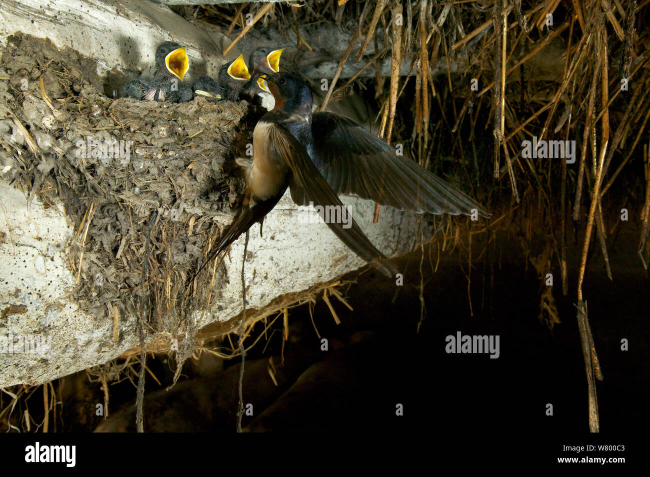 Nests In Barns High Resolution Stock Photography and Images - Alamy