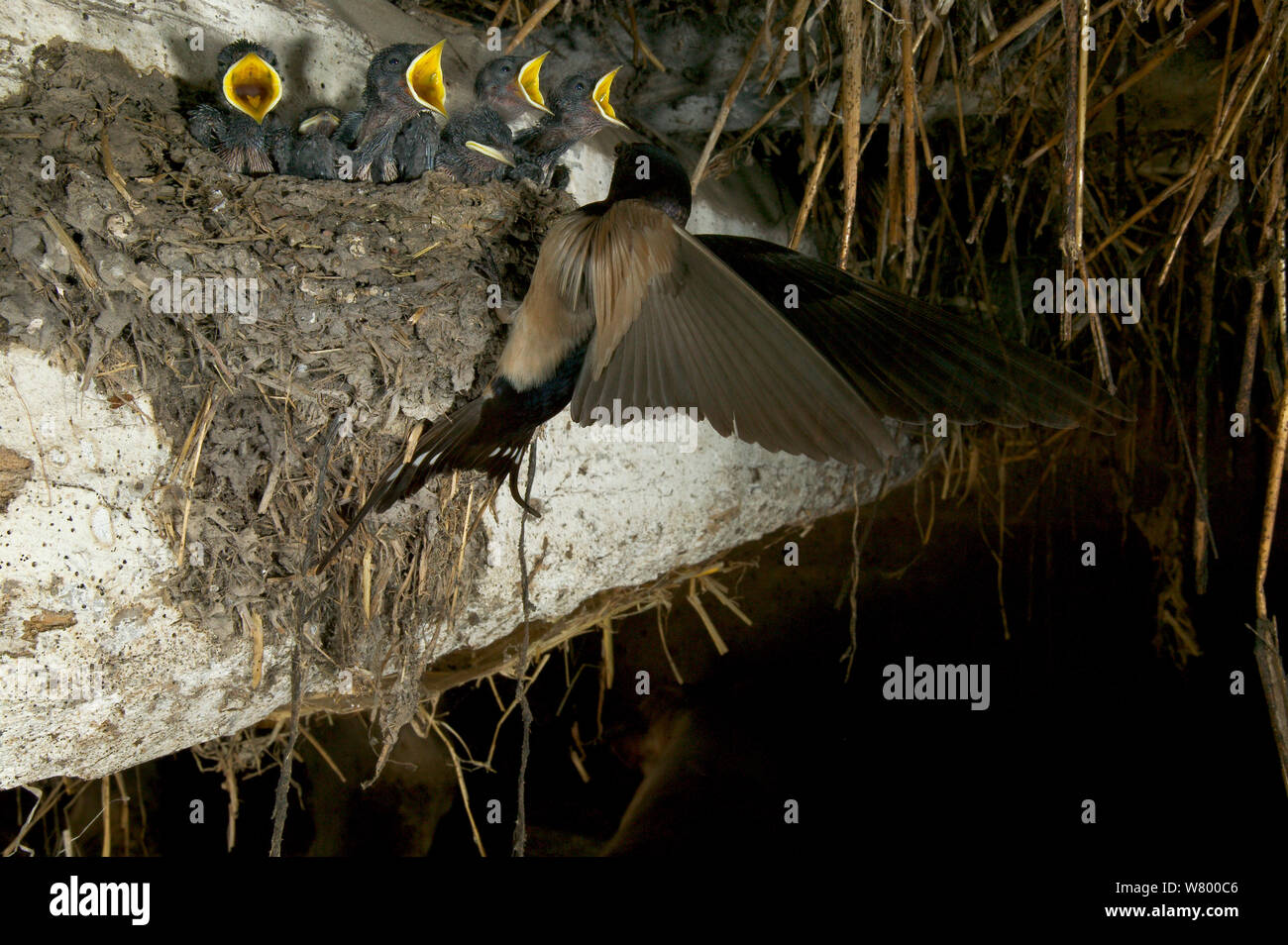 Barn swallow (Hirundo rustica) nestlings begging for food as adult ...