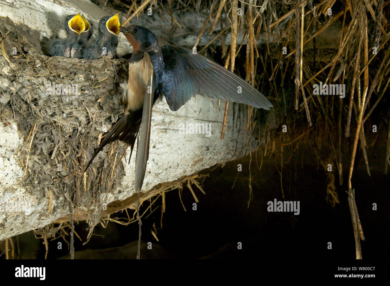 Barn swallow nests hi-res stock photography and images - Alamy