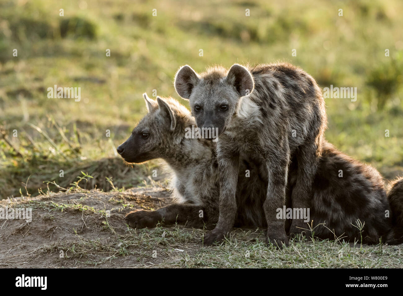 Spotted hyena (Crocuta crocuta), cubs playing at den, Masai-Mara Game ...