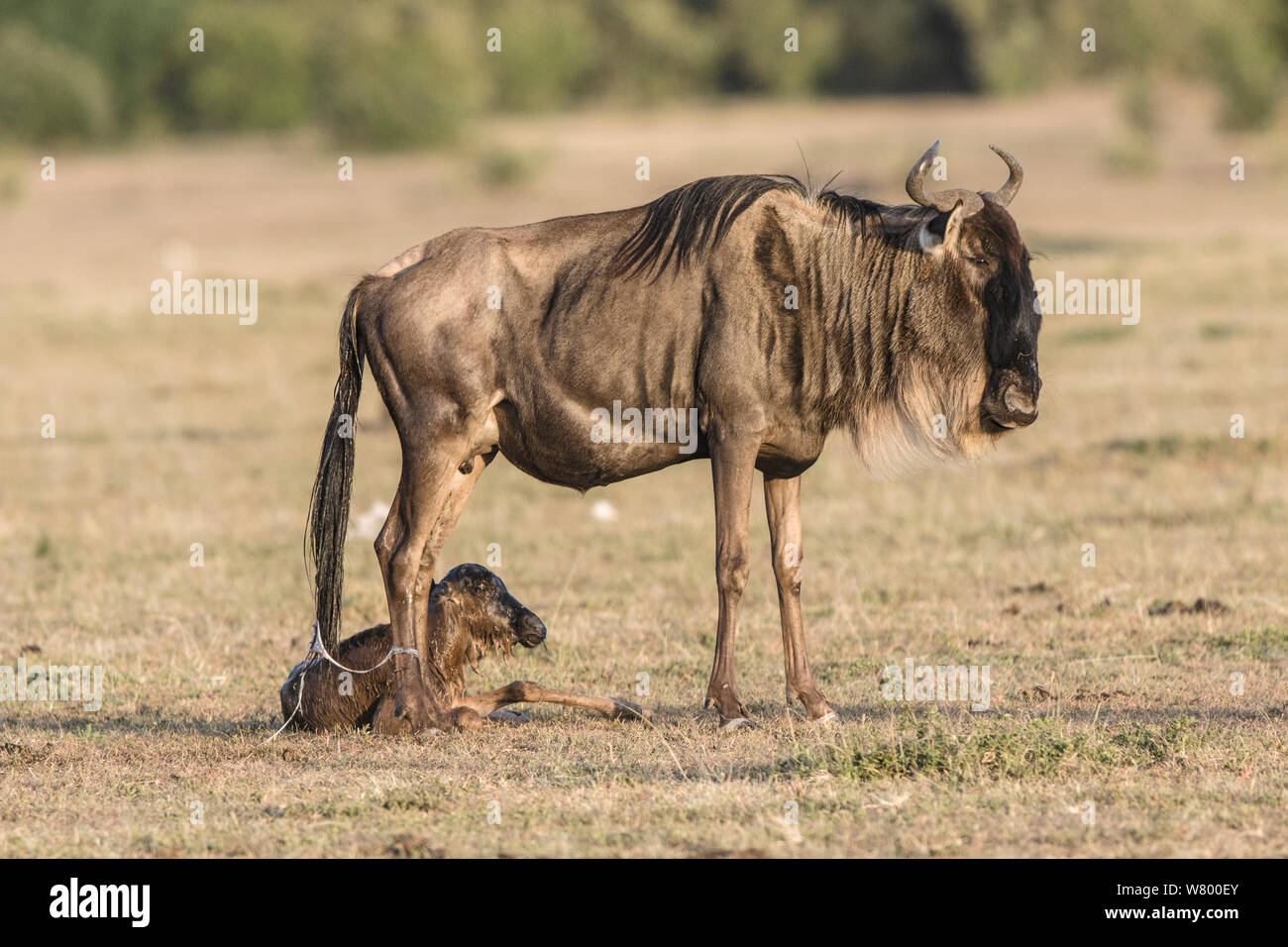 Animal giving birth hi-res stock photography and images - Alamy