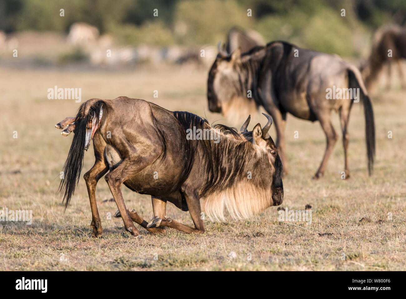 Animal giving birth hi-res stock photography and images - Alamy