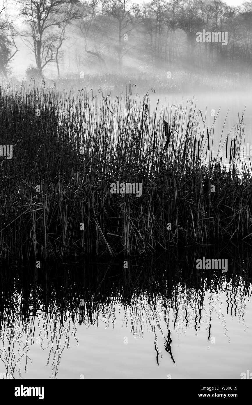 Black and white of mist lake Stock Photo - Alamy