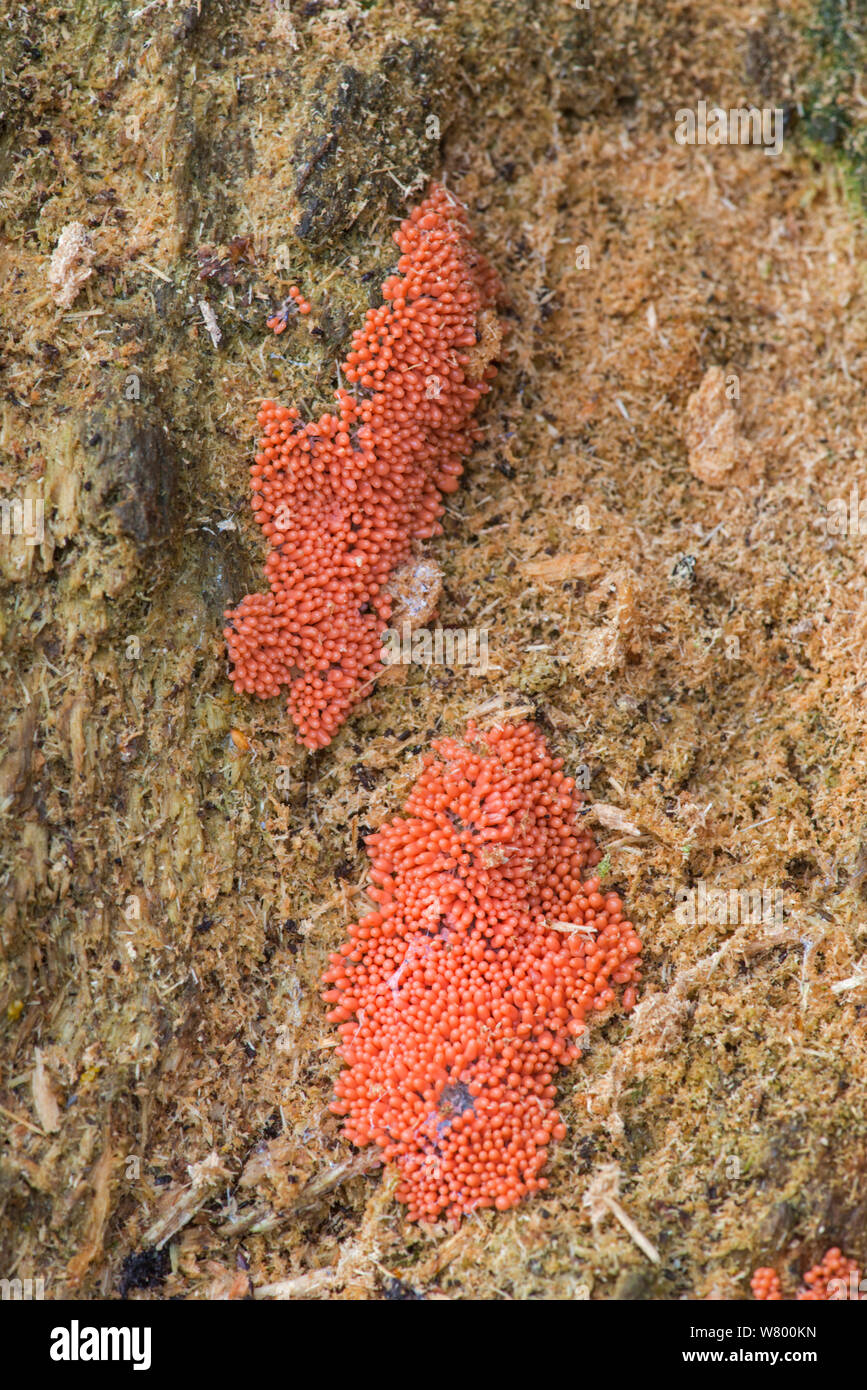 Slime mould (Trichia decipiens) Surrey, England, UK, December Stock ...