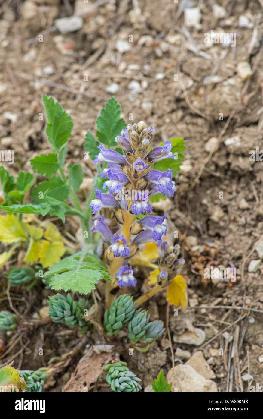 Hemp broomrape (Orobanche ramosa) Provence, France, March Stock Photo ...