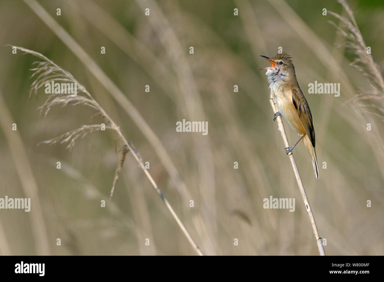 Family acrocephalidae hi-res stock photography and images - Alamy