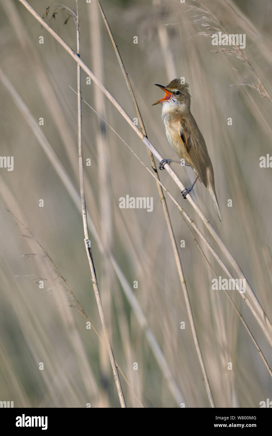 Family acrocephalidae hi-res stock photography and images - Alamy