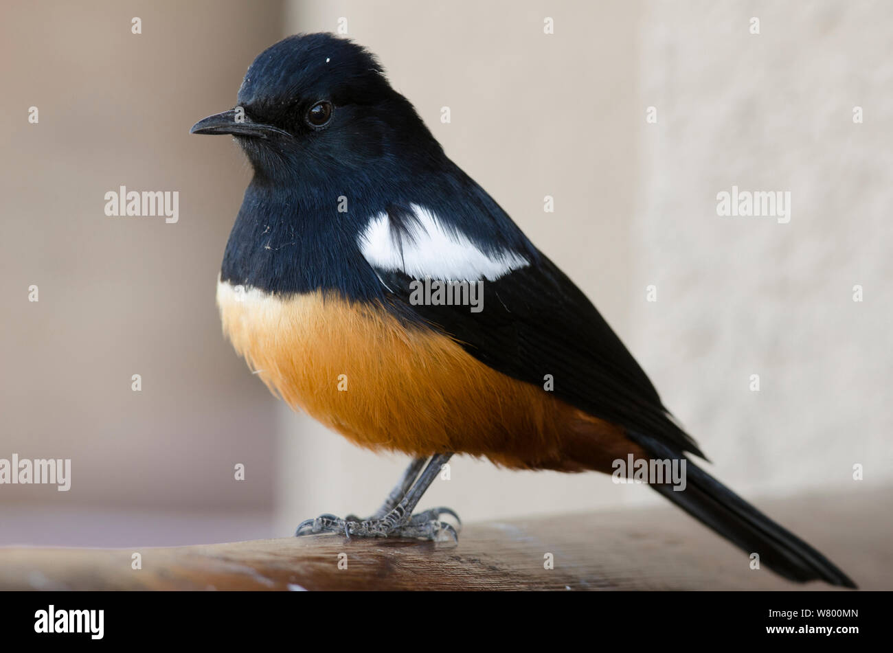 Mocking cliff Chat ( Thamnolaea cinnanoneiventris) Kruger National Park ...