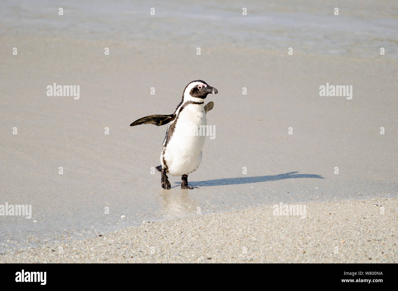 African penguin (Spheniscus demersus) brooding young, Boulders Beach ...