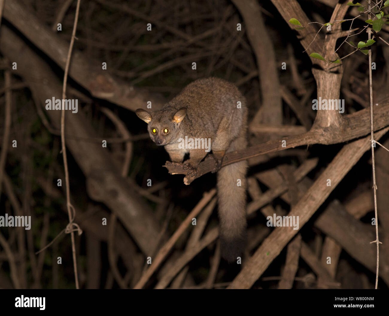 S greater galago hi-res stock photography and images - Alamy