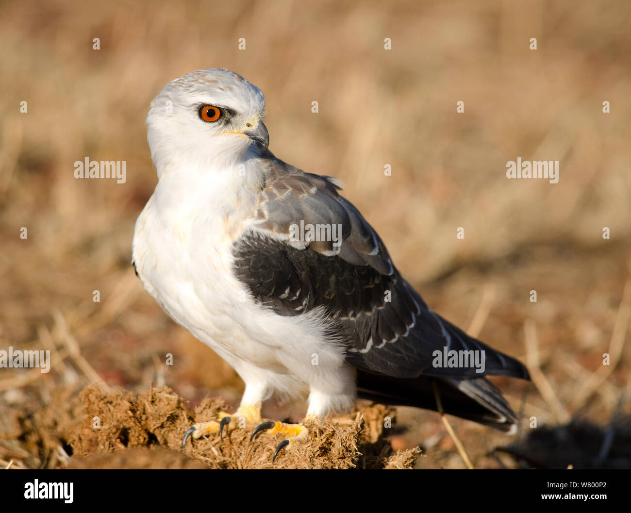 South africa black shouldered kite hi-res stock photography and images ...