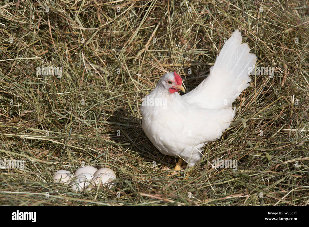 Rosecomb leghorn bantam hi-res stock photography and images - Alamy