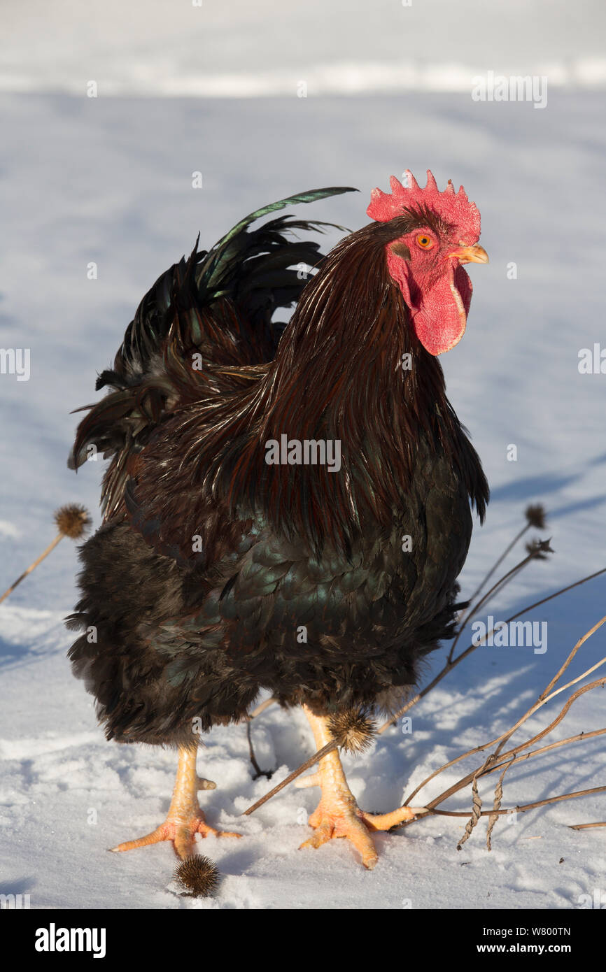 Plymouth rock rooster (partridge color variety) standing in snow by old ...