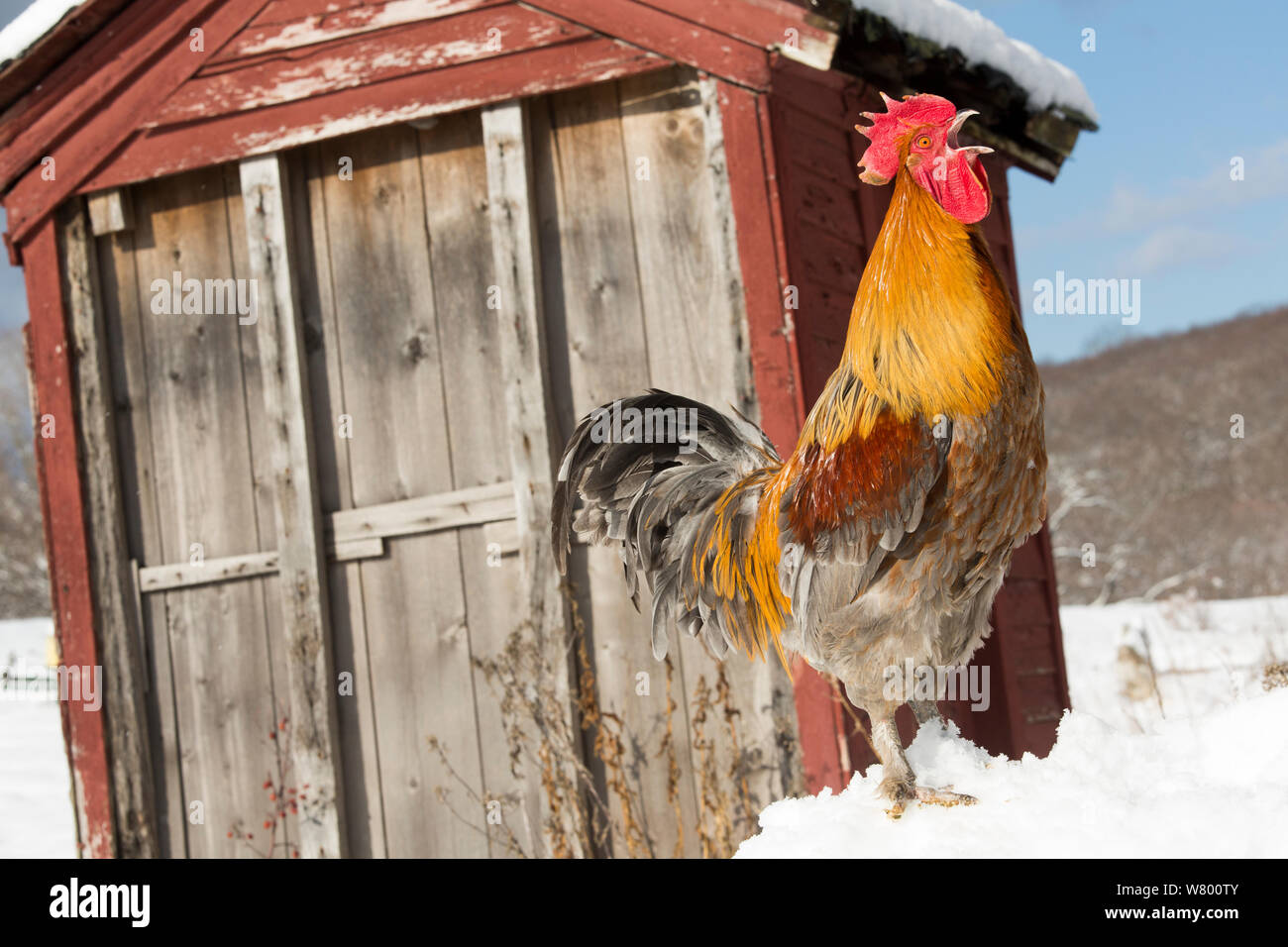 Free-range maran (blue copper colour) rooster crowing, standing on log ...