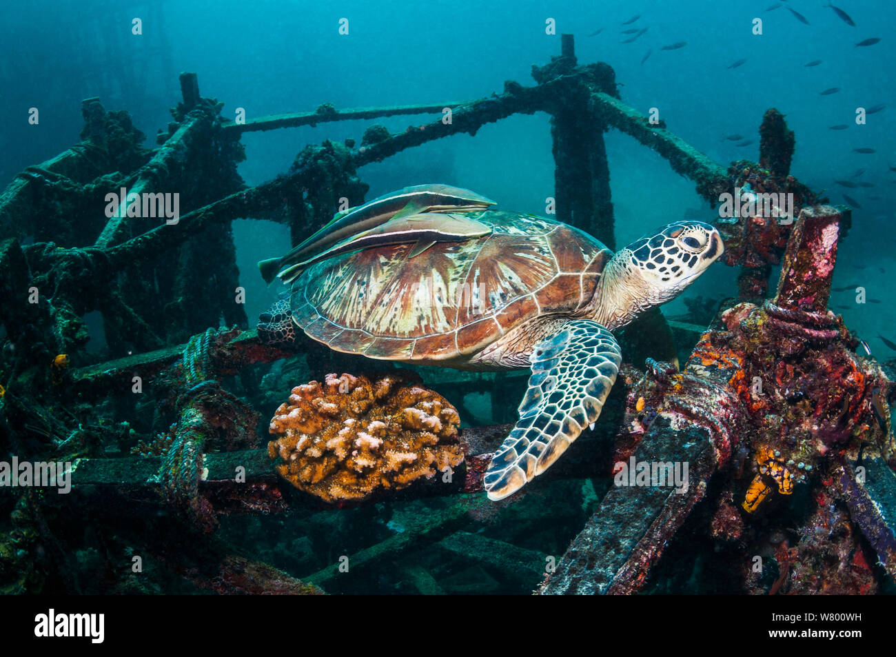Remora on sea turtle hi-res stock photography and images - Alamy