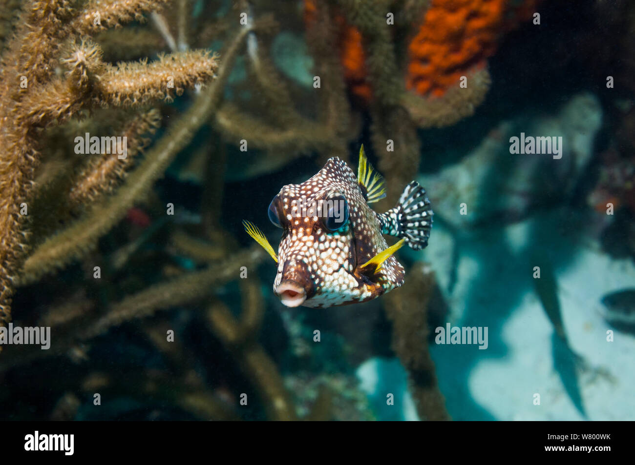 Smooth trunkfish (Lactophrys triqueter) Bonaire, Netherlands Antilles ...