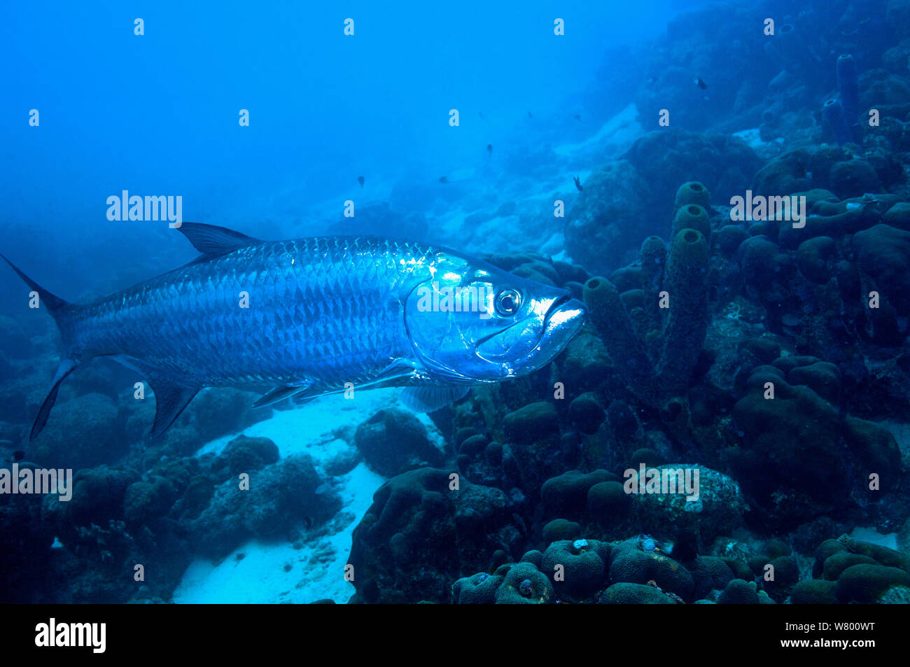Atlantic tarpon (Megalops atlanticus) Bonaire, Netherlands Antilles ...