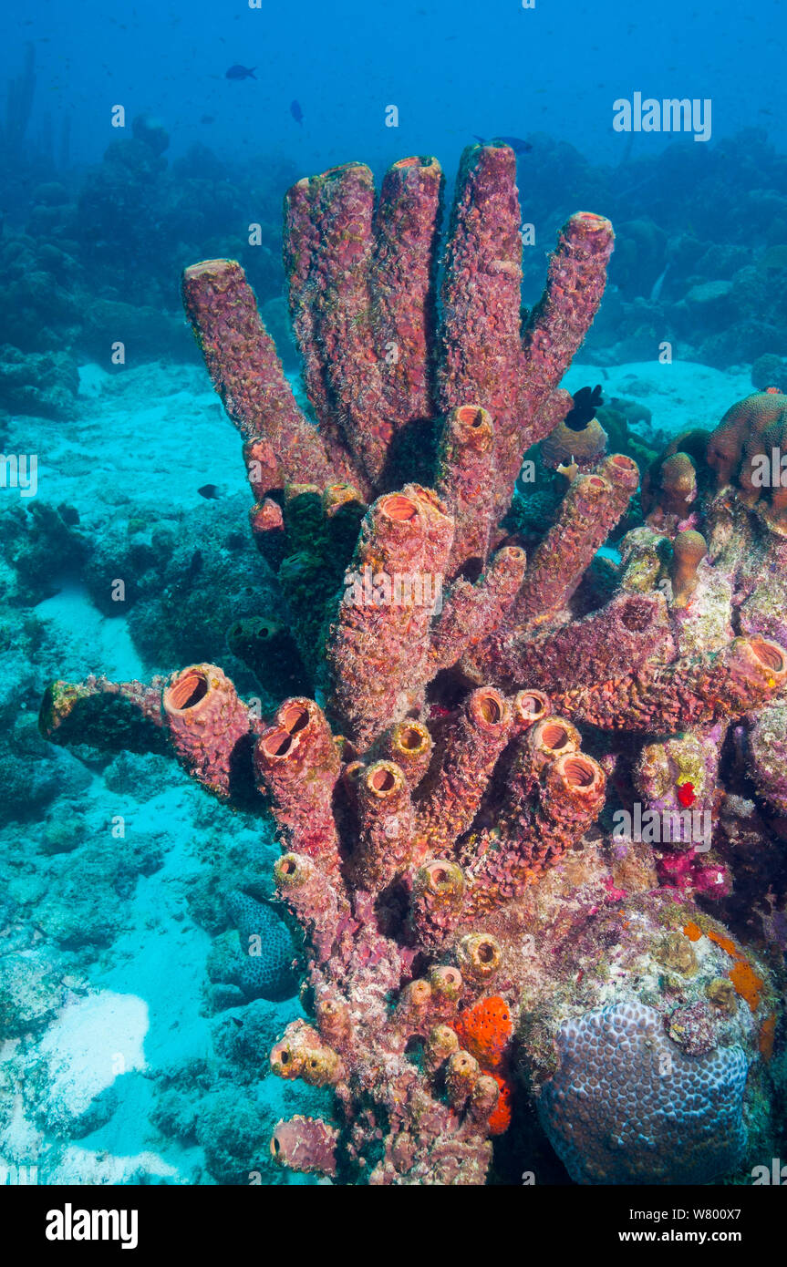 Convoluted barrel sponge (Aplysina lacunosa) Bonaire, Netherlands ...