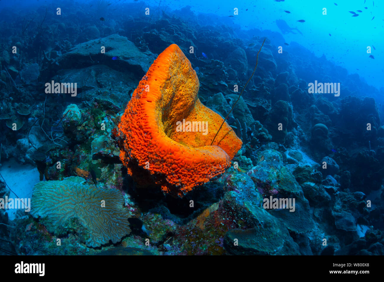 Orange elephant ear sponge (Agelas clathrodes) Bonaire, Netherlands ...