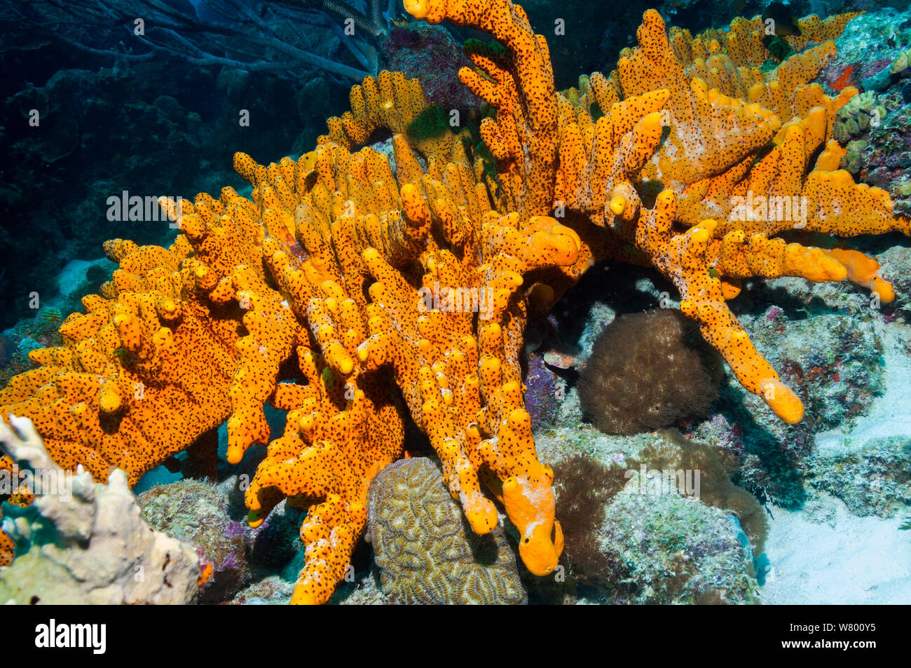 Porifera sponge hi-res stock photography and images - Alamy