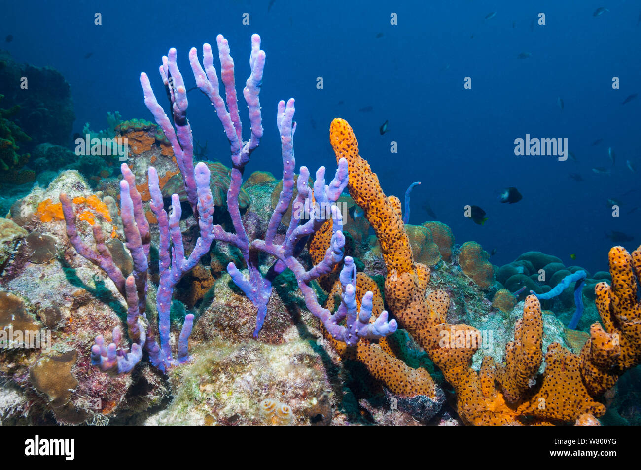 Brown tube sponge (Agelas conifera) and Row pore rope sponge (Aplysina ...