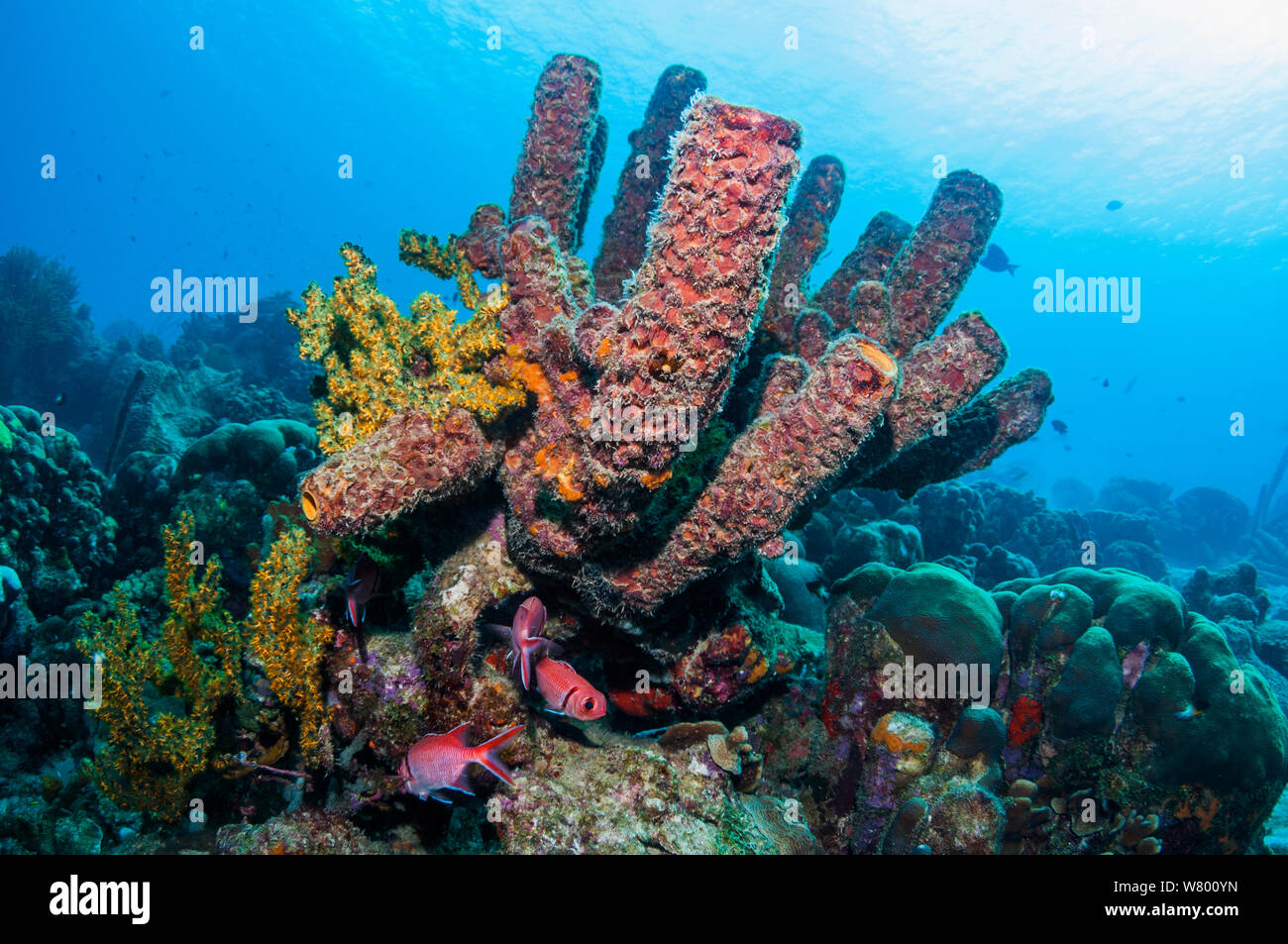 Coral reef purple tube aplysina hi-res stock photography and images - Alamy