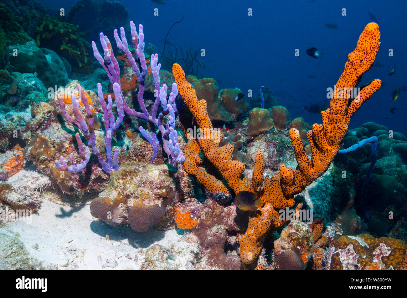 Brown tube sponge (Agelas conifera) and Row pore rope sponge (Aplysina ...