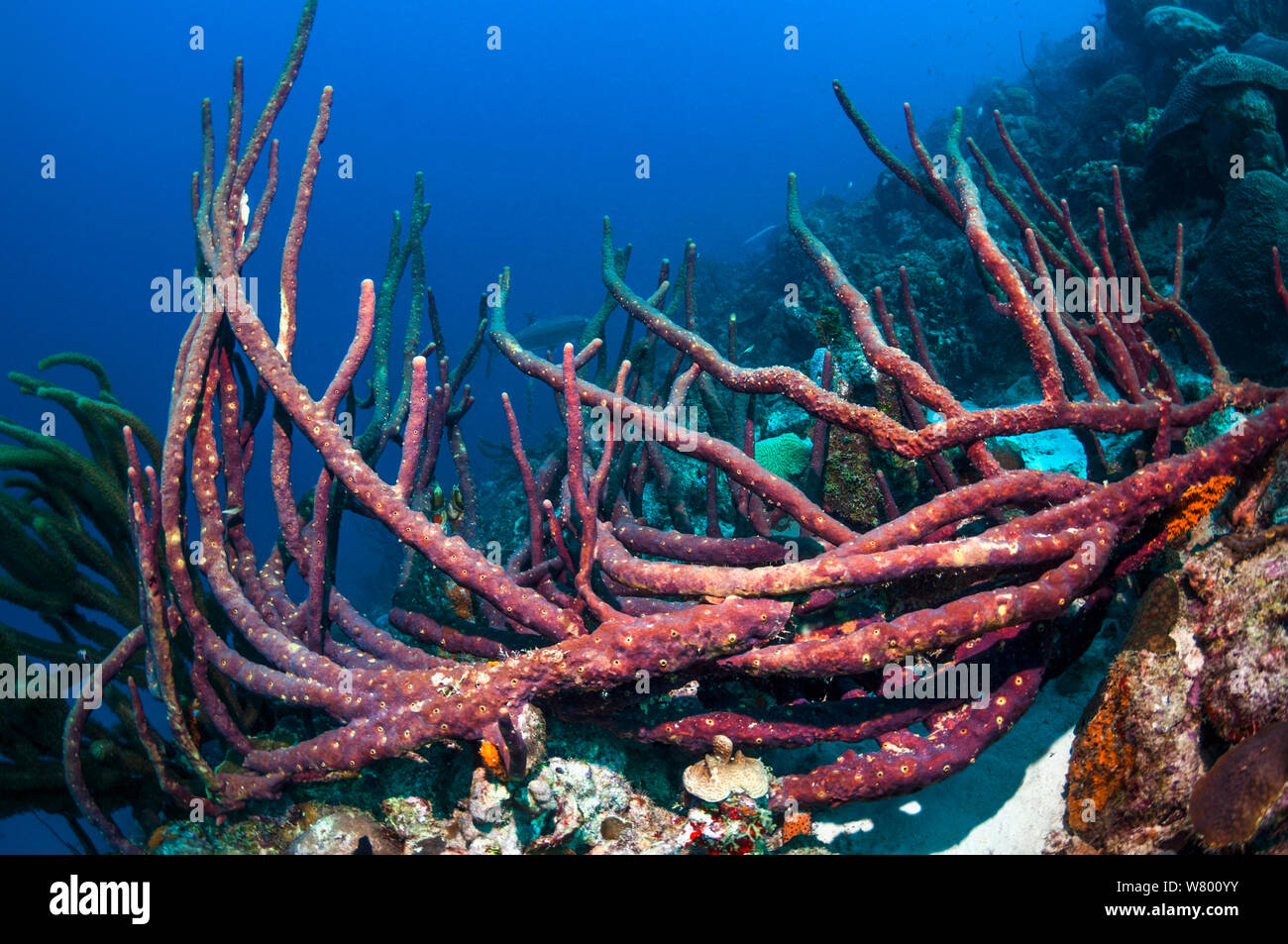 Erect rope sponge (Amphimedon compressa) Bonaire, Netherlands Antilles ...