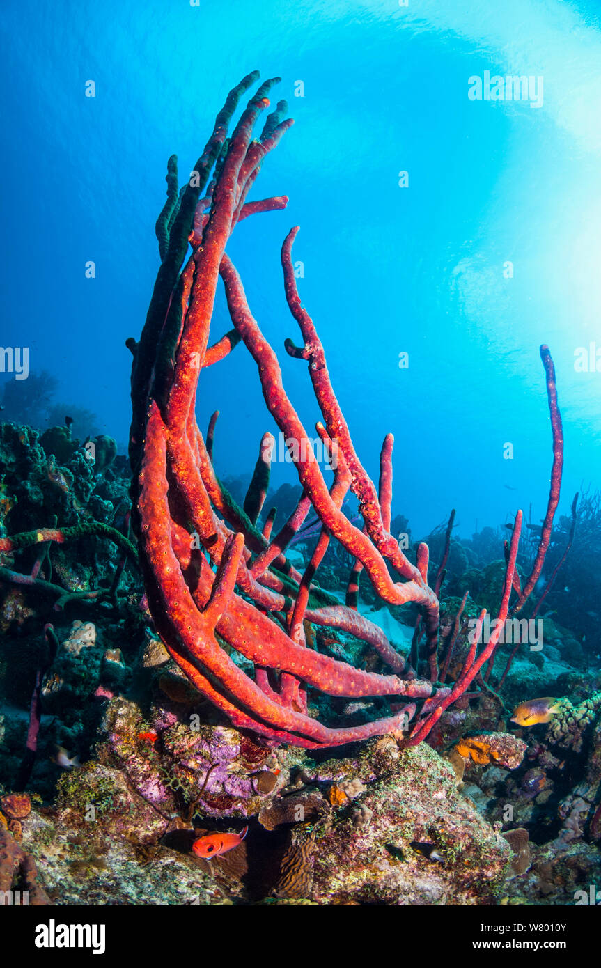 Erect rope sponge (Amphimedon compressa) Bonaire, Netherlands Antilles ...