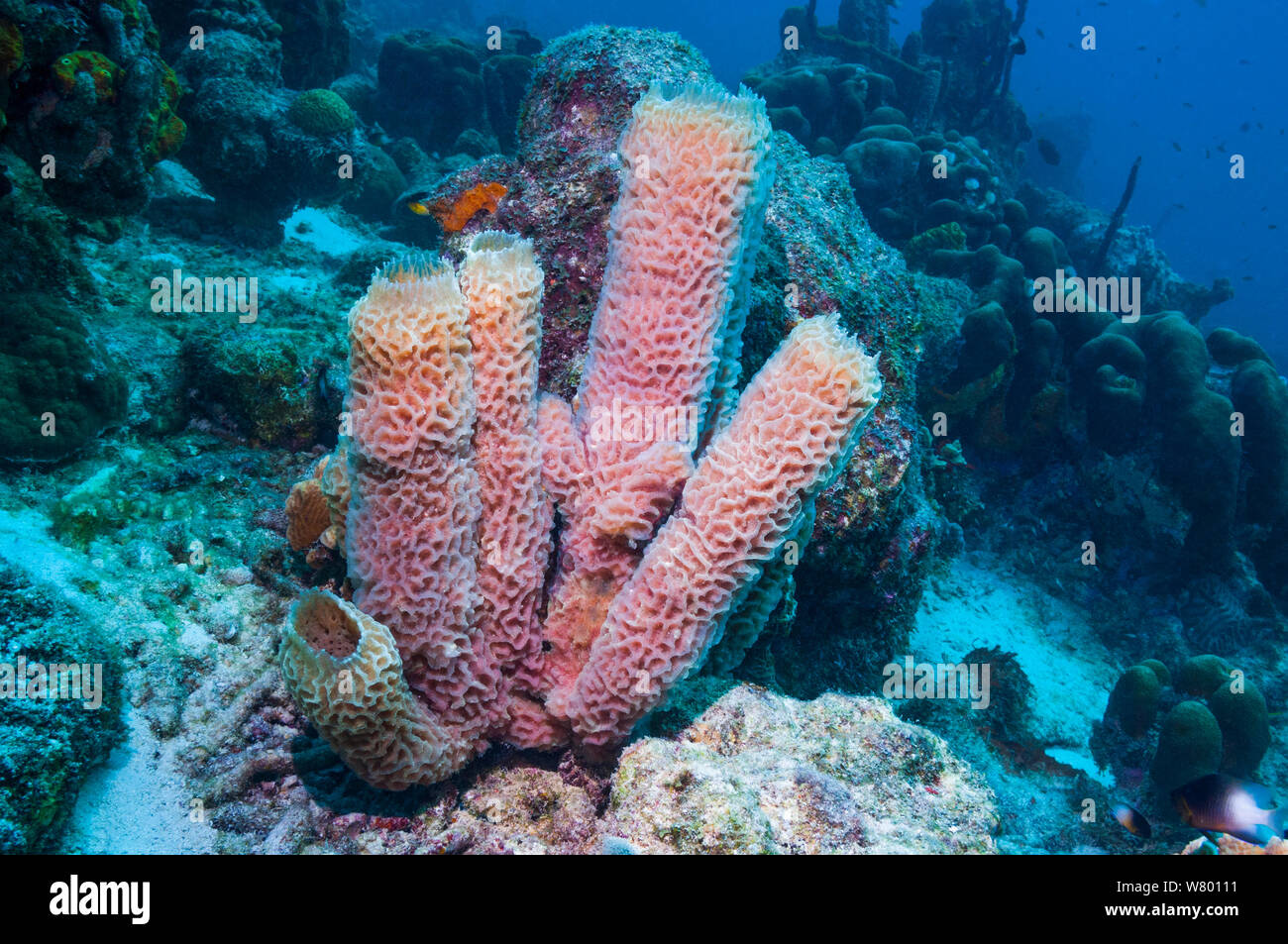 Azure vase sponge (Callyspongia plicifera) Bonaire, Netherlands ...