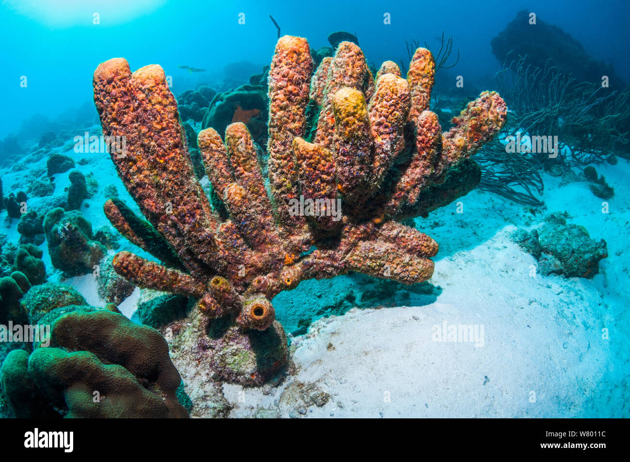 Convoluted barrel sponge aplysina lacunosa hi-res stock photography and ...