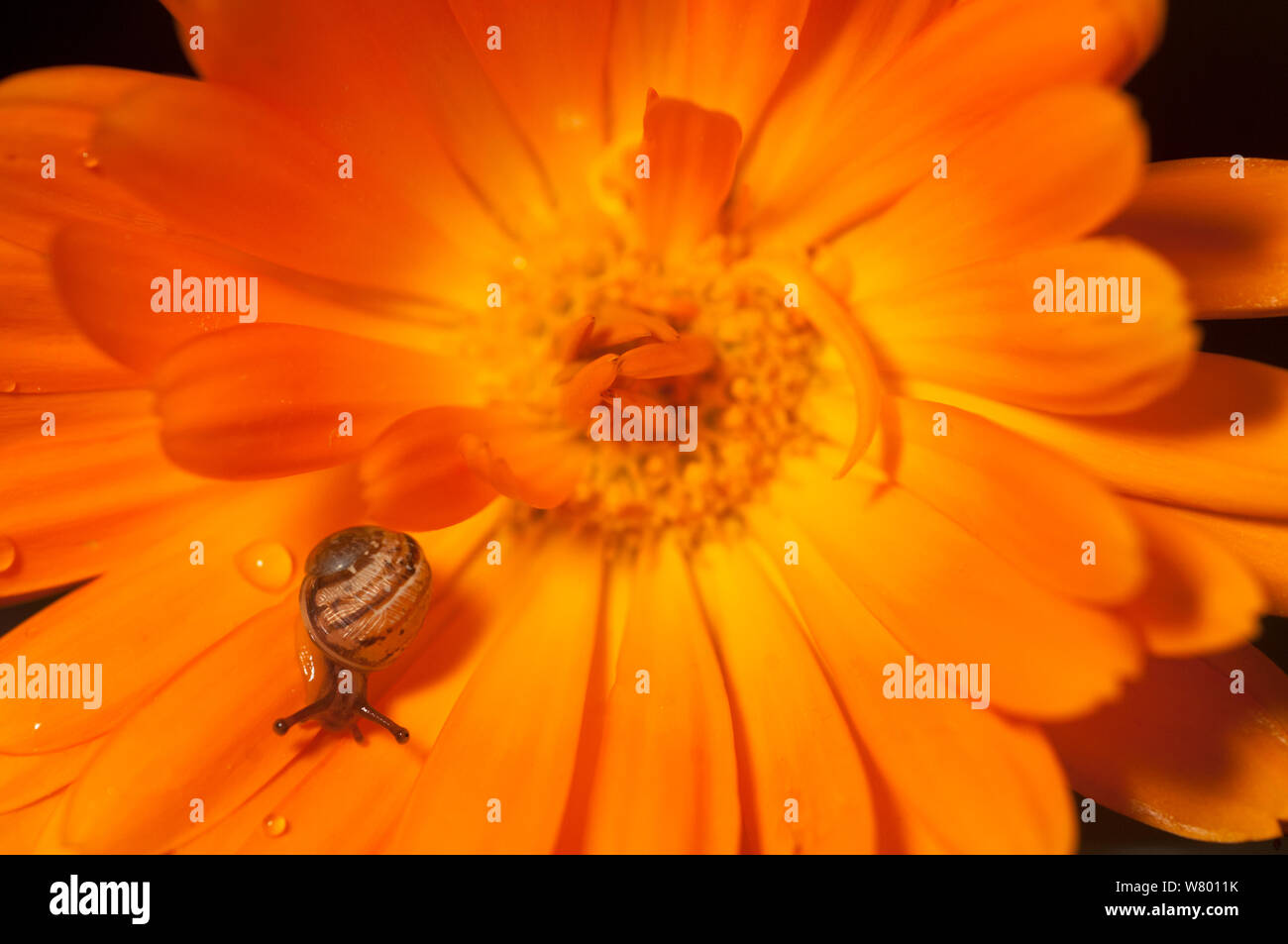 Garden snail (Helix aspersa) baby on Marigold flower, UK Stock Photo ...