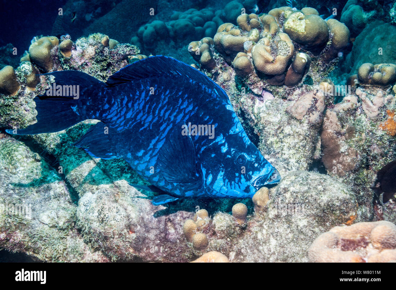 Bonaire caribbean parrotfish hi-res stock photography and images - Alamy