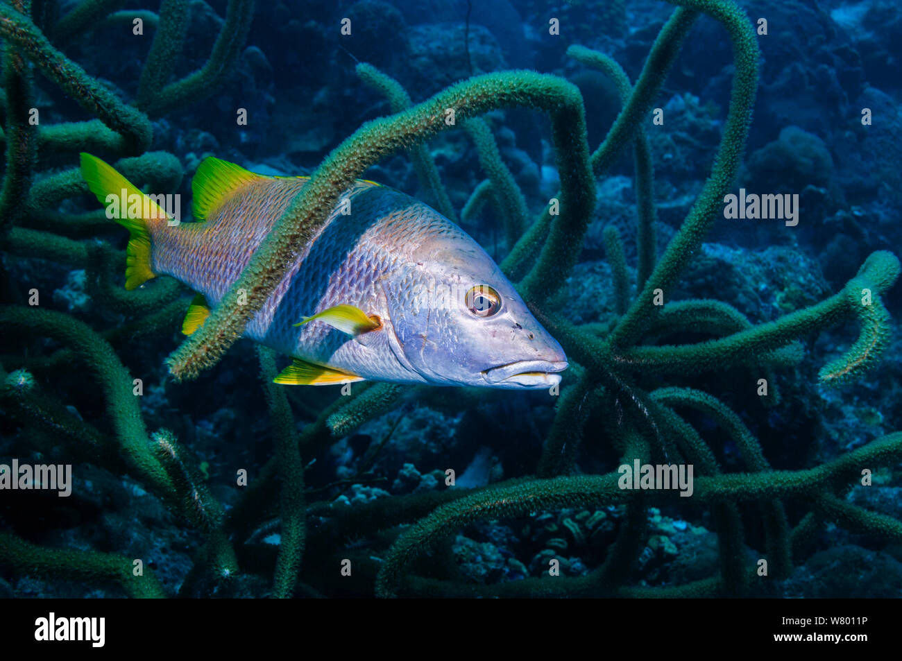 Schoolmaster fish (Lutjanus apodus) with soft corals. Bonaire ...
