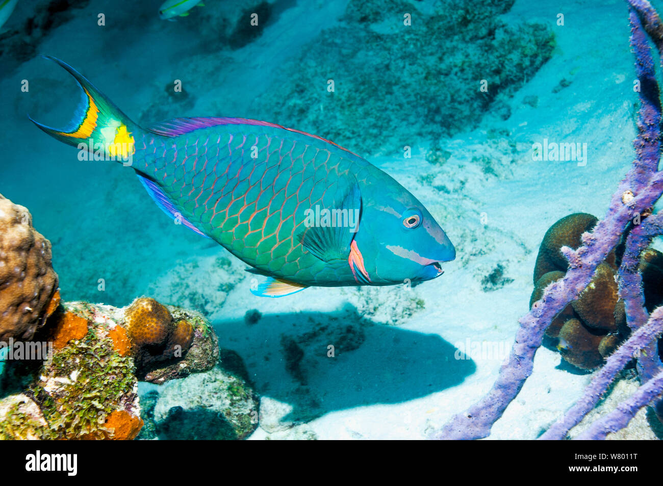 Stoplight parrot fish hi-res stock photography and images - Alamy