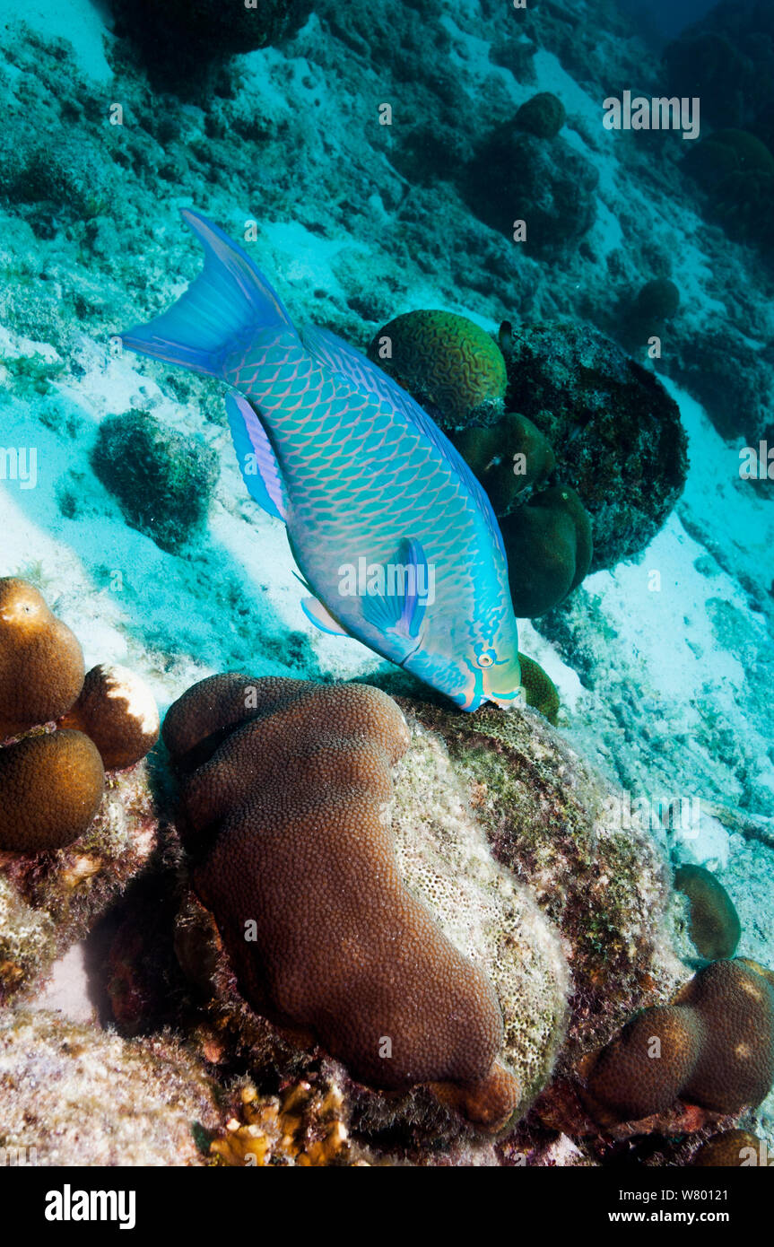 Parrot Fish Eating Rocks
