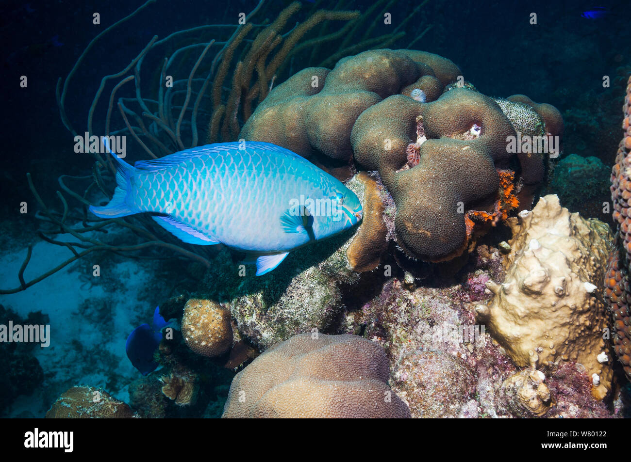 Queen parrotfish (Scarus vetula), terminal phase male, Bonaire ...