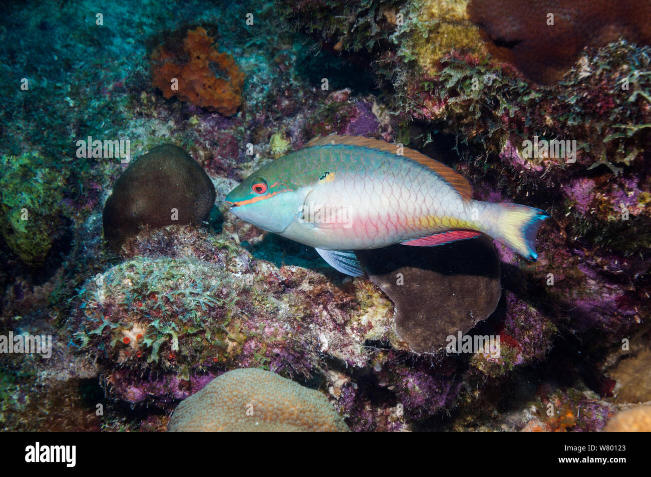 Redband Parrotfish