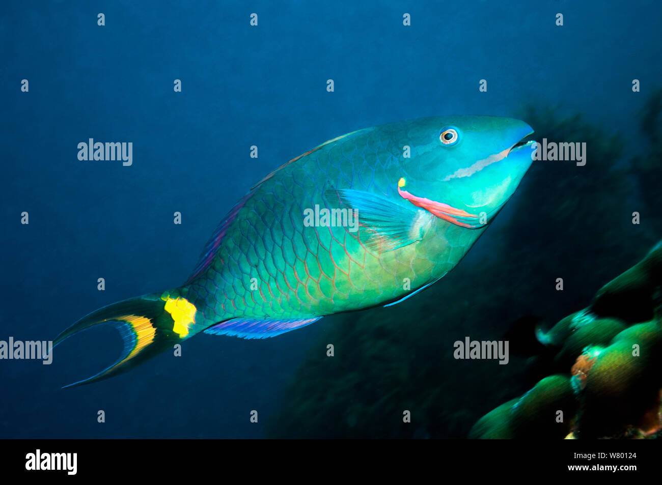 Super male stoplight parrotfish hi-res stock photography and images - Alamy