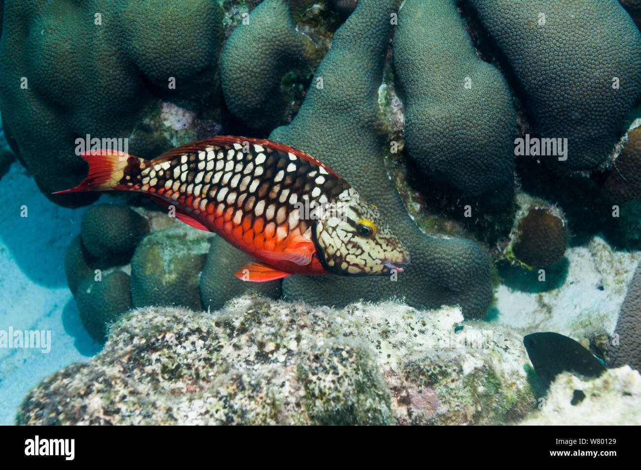 Atlantic Green Parrotfish