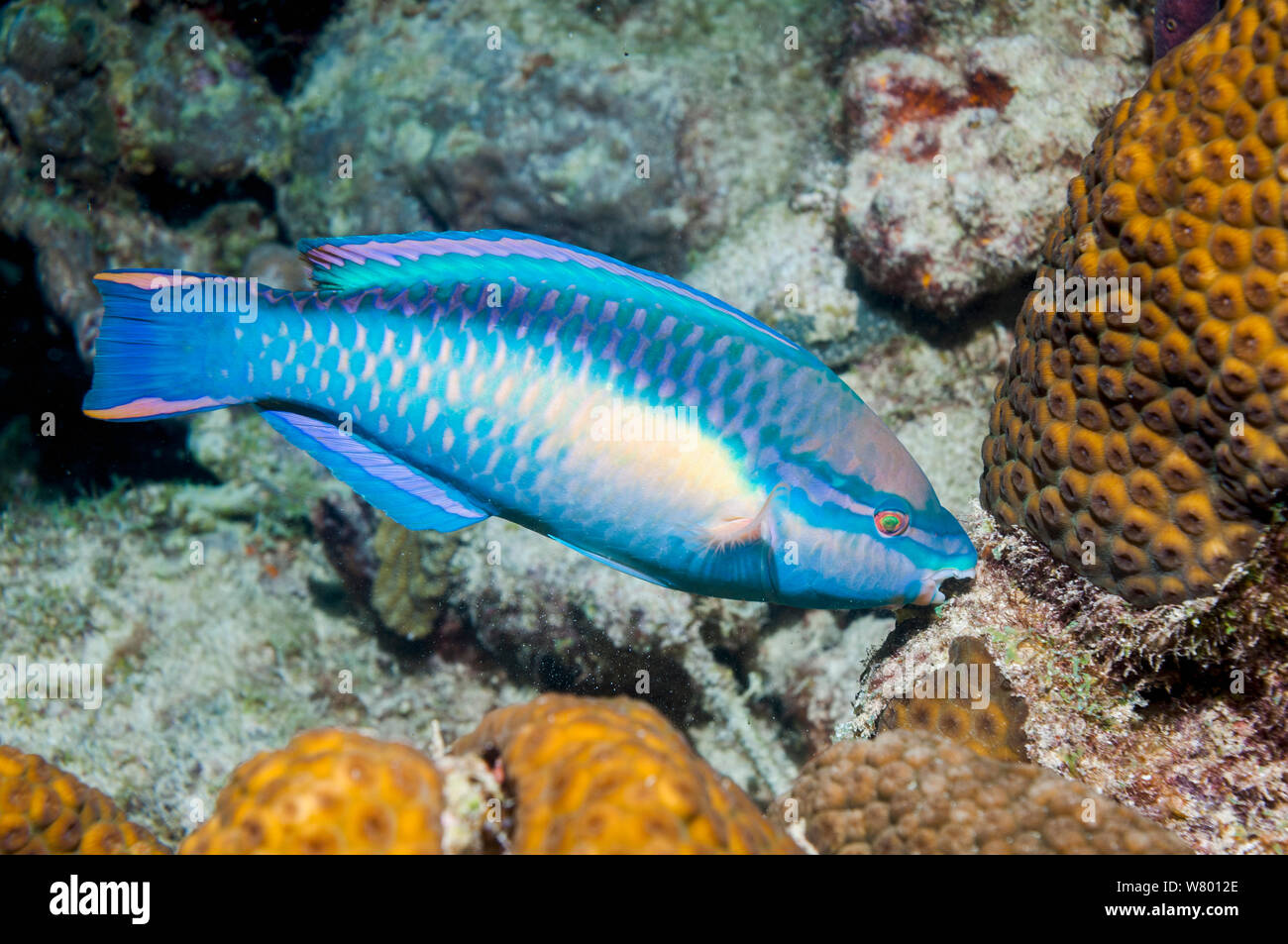 Princess parrotfish (Scarus taeniopterus) terminal phase. Bonaire ...