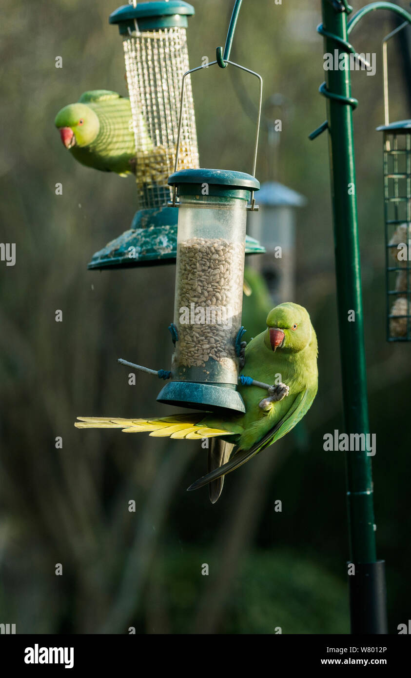 Ringnecked Parakeet High Resolution Stock Photography and Images - Alamy