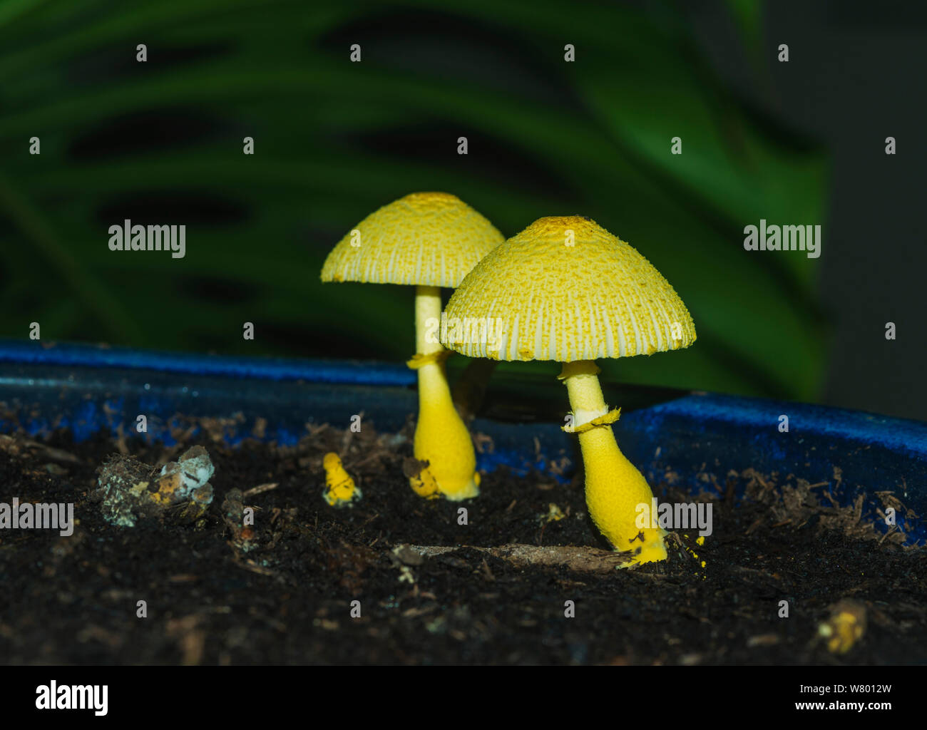 Yellow parasol (Leucocoprinus birnbaumii / Lepiota lutea) UK, September ...
