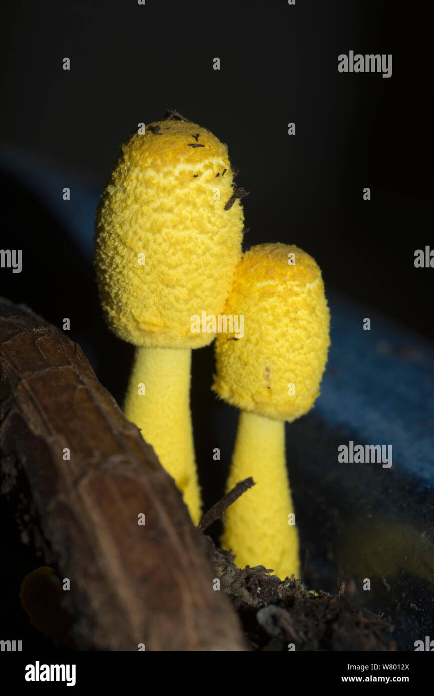 Yellow parasol (Leucocoprinus birnbaumii / Lepiota lutea) UK, September ...