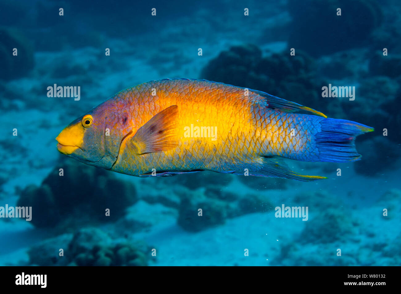 Spanish hogfish (Bodianus rufus) Bonaire, Netherlands Antilles ...