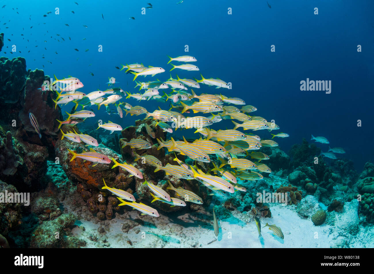 Caribbean Grunts