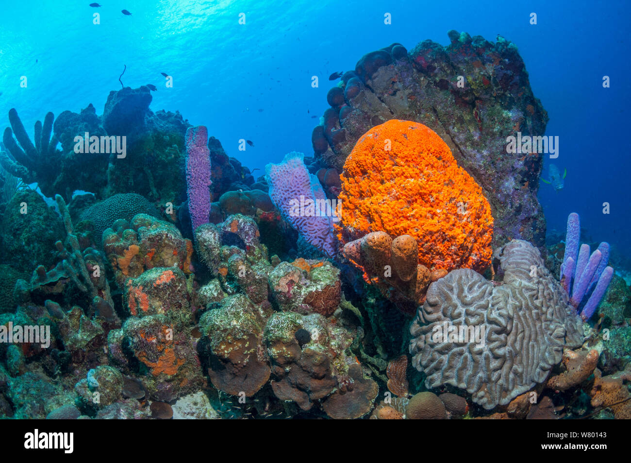 Coral reef scenery with Orange elephant ear sponge (Agelas clathrodes ...