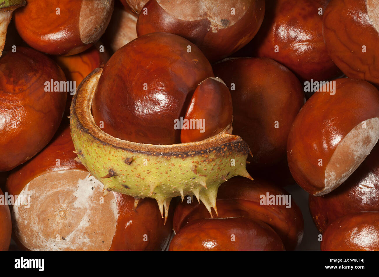 Horse chestnuts (Aesculus hippocastanum) conkers, UK Stock Photo - Alamy