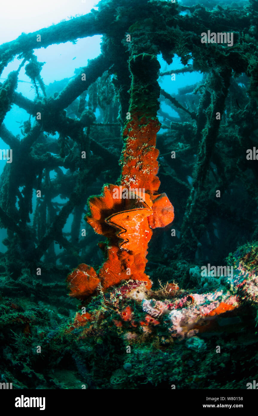 Oyster underwater hi-res stock photography and images - Alamy