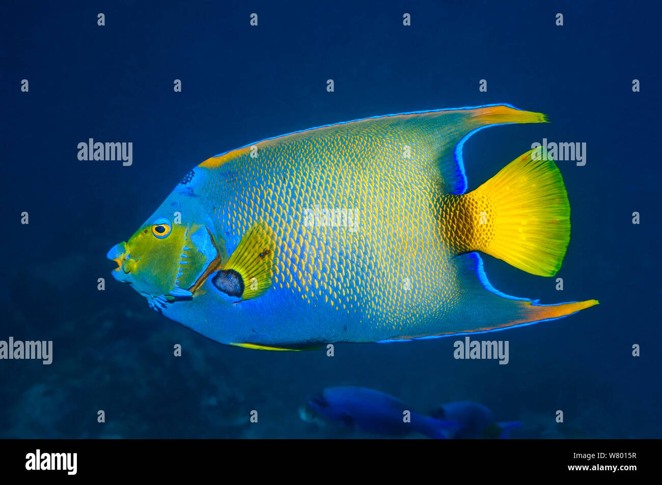 Koran Queen Angelfish